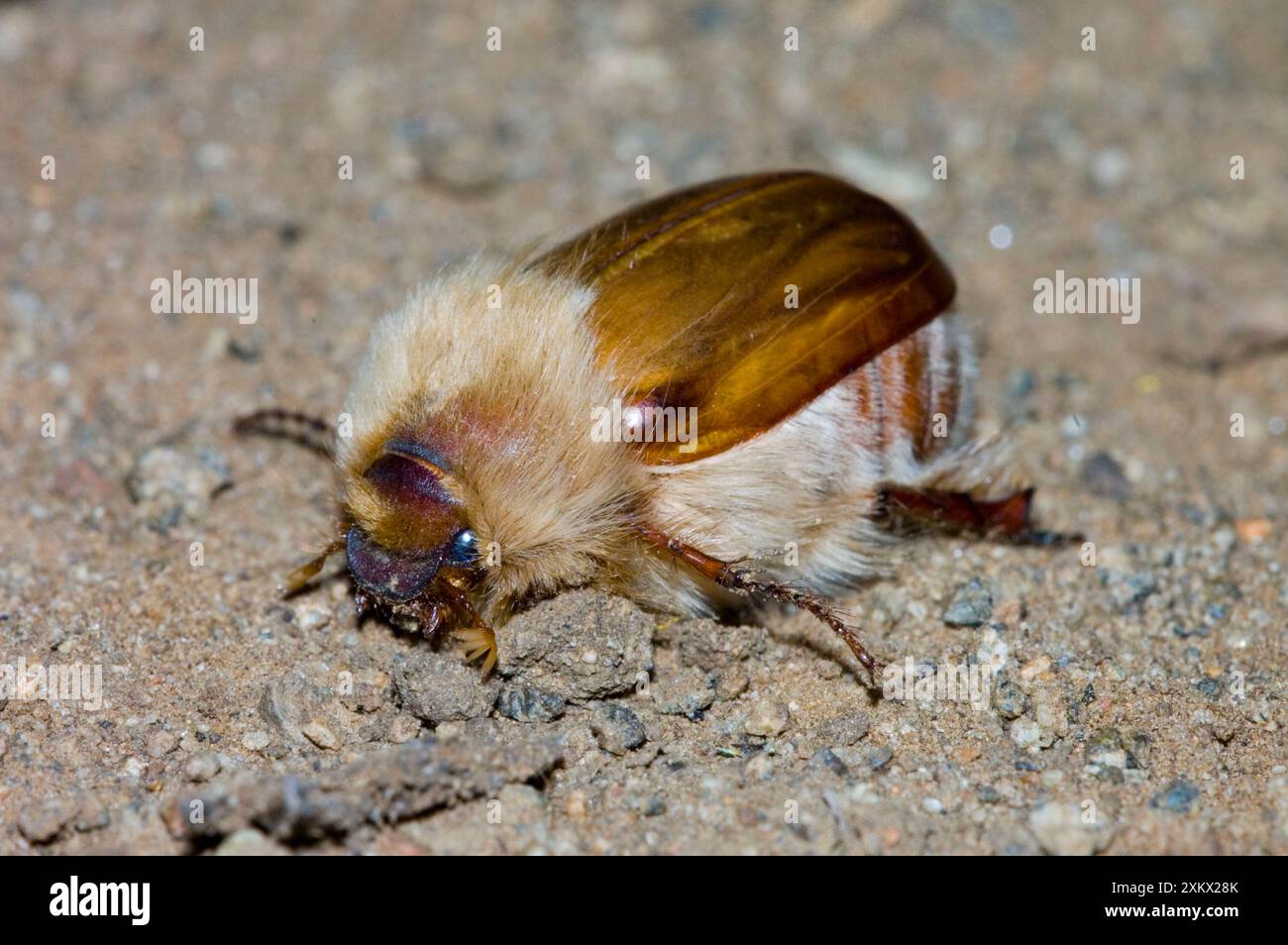 woolly chafer - Adult (Sparrmannia flava). Mountain Zebra National Park ...