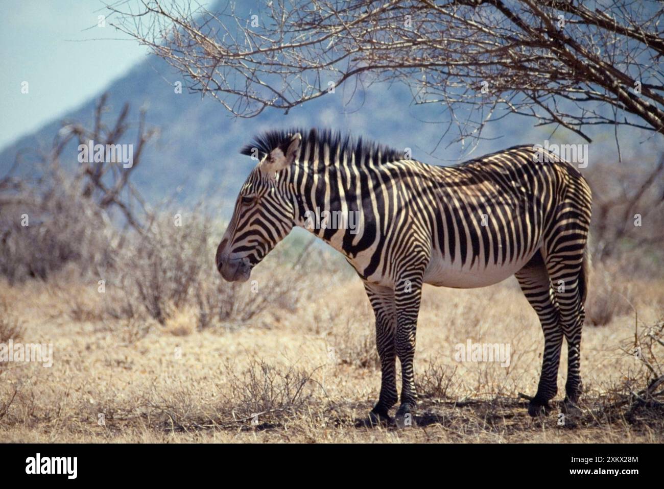 Grevy's zebra tree hi-res stock photography and images - Alamy