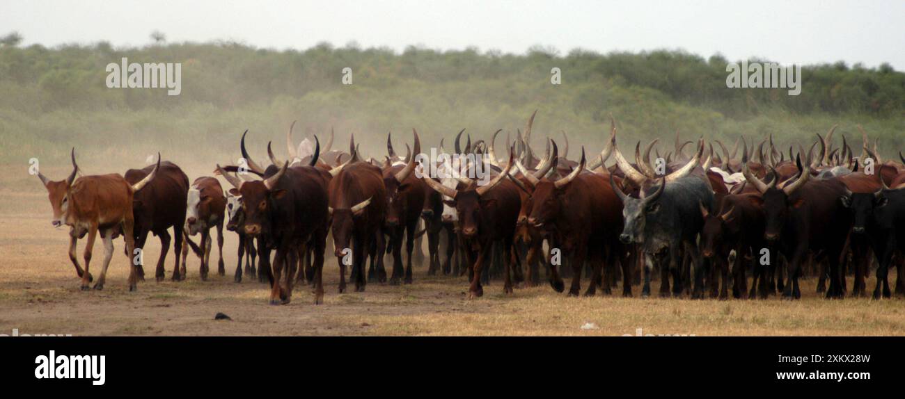 African cattle breeds hi-res stock photography and images - Alamy