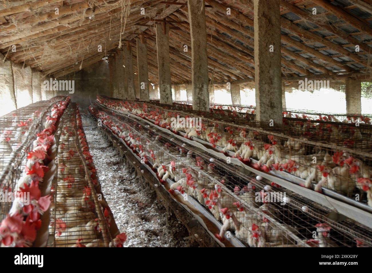 Farm animal farm animals hi-res stock photography and images - Alamy