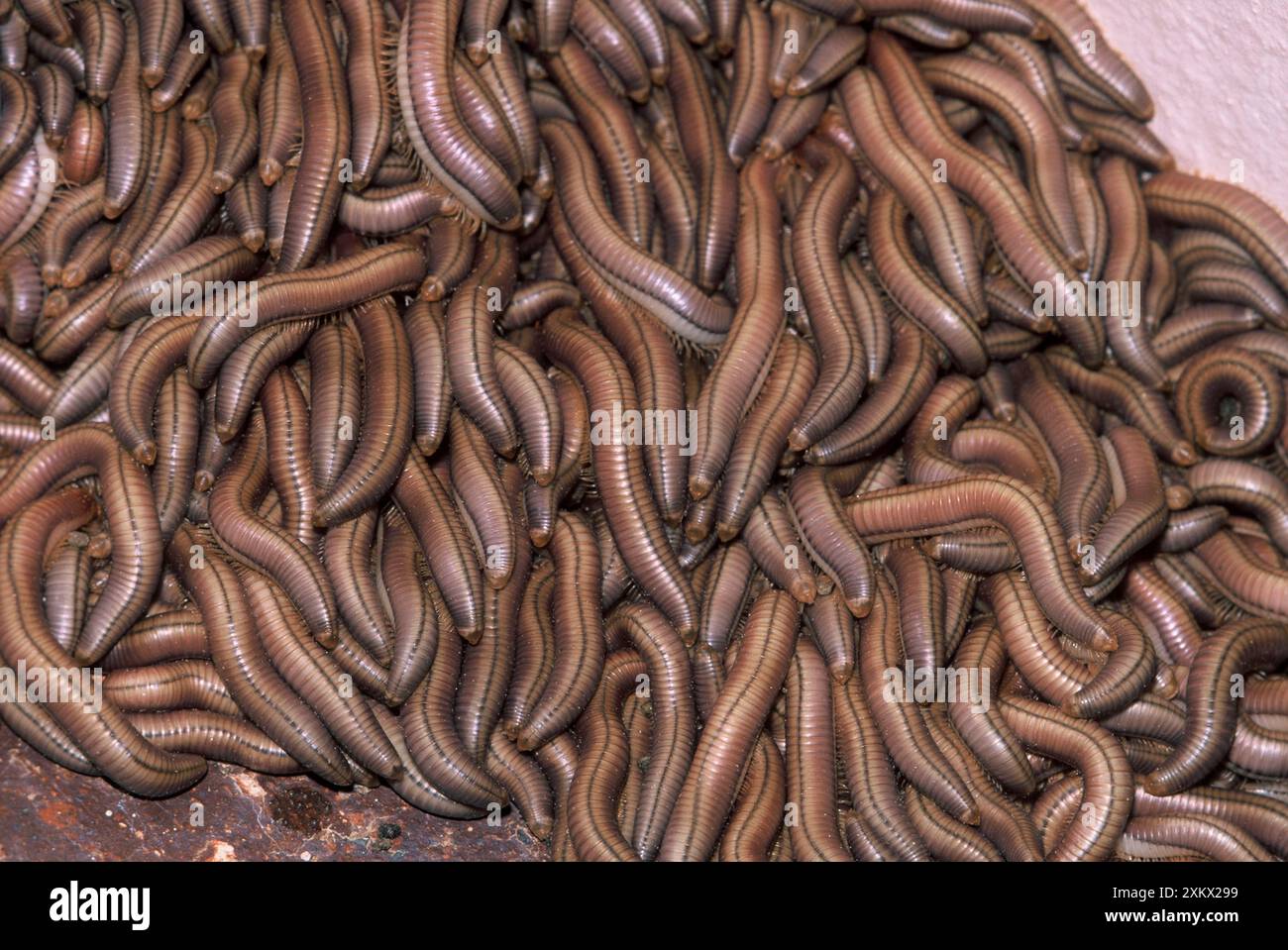 Millipedes - Swarm of young resting against building Stock Photo - Alamy