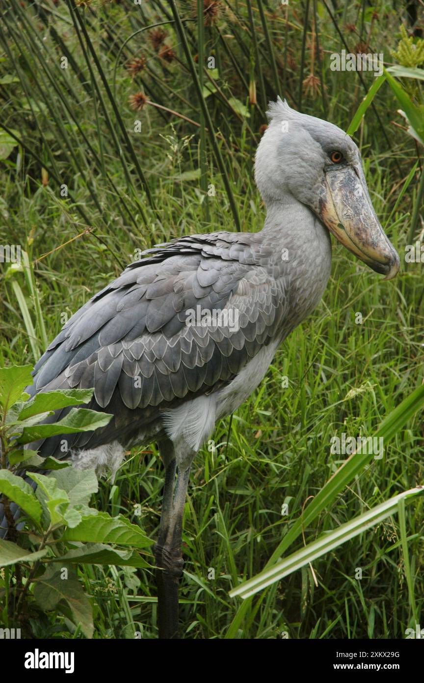 Shoebill / Whale-headed Stork Stock Photo - Alamy
