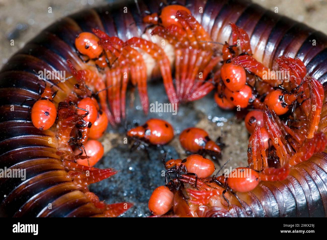 South african millipede hi-res stock photography and images - Alamy