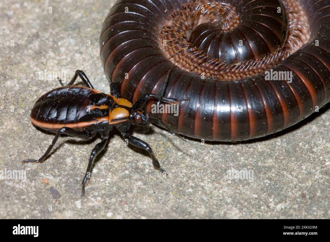 Millipede Assassin bug - Mature nymph attacking millipede Stock Photo ...