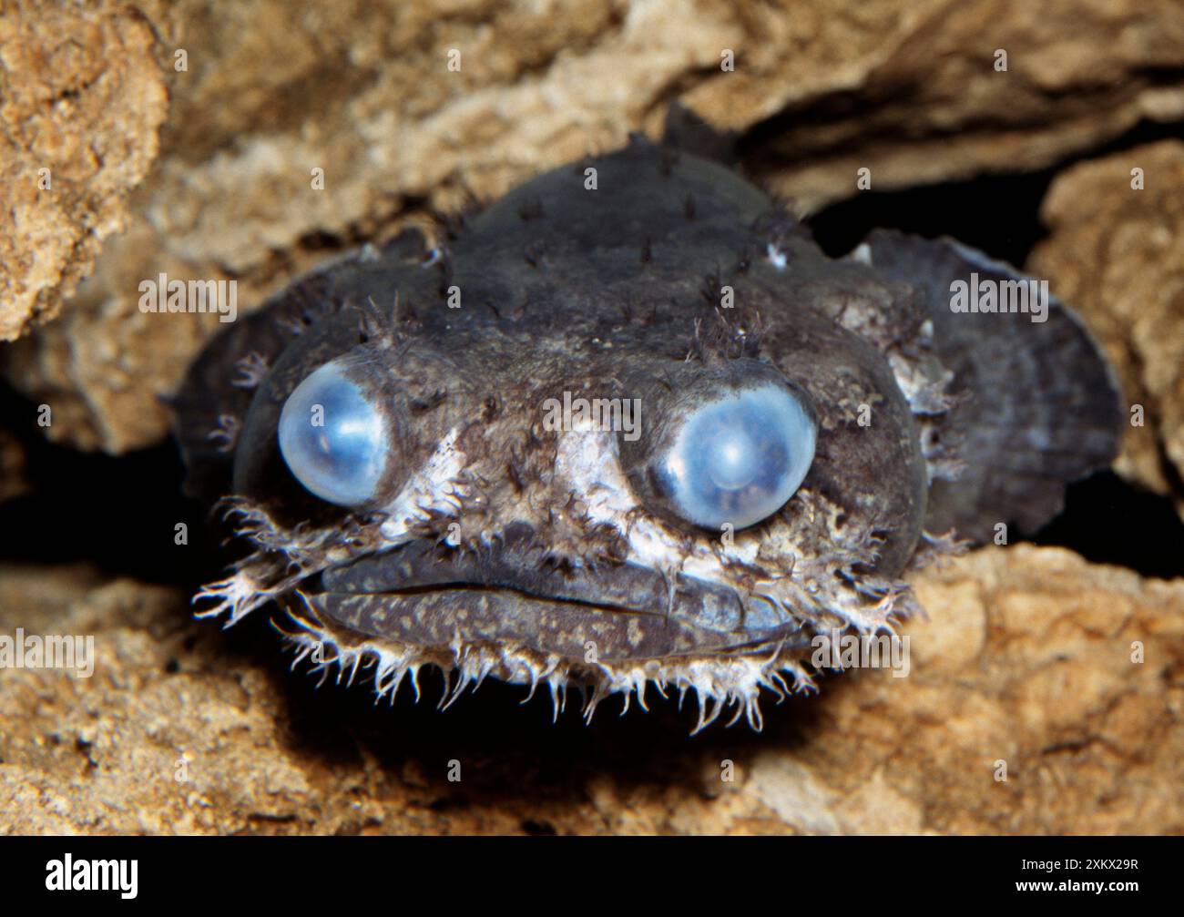 Ugly toadfish hi-res stock photography and images - Alamy