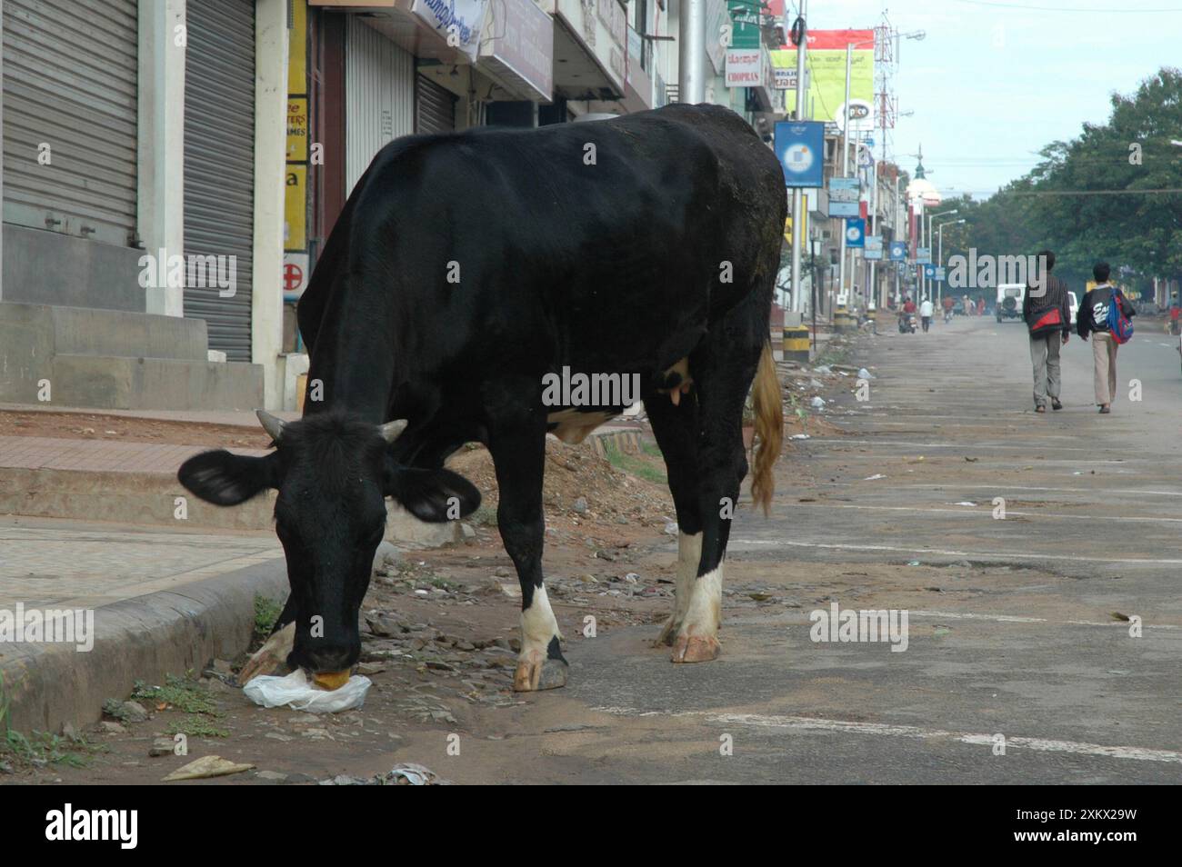 Cow eating plastic rubbish in an Indian street Stock Photo - Alamy