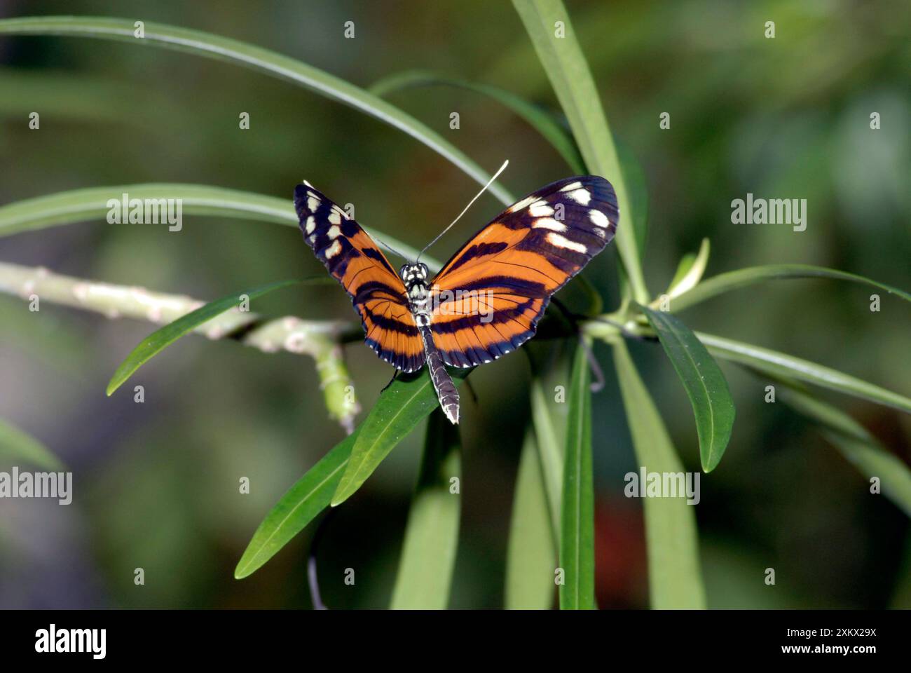 Tiger Heliconian Butterfly Stock Photo - Alamy