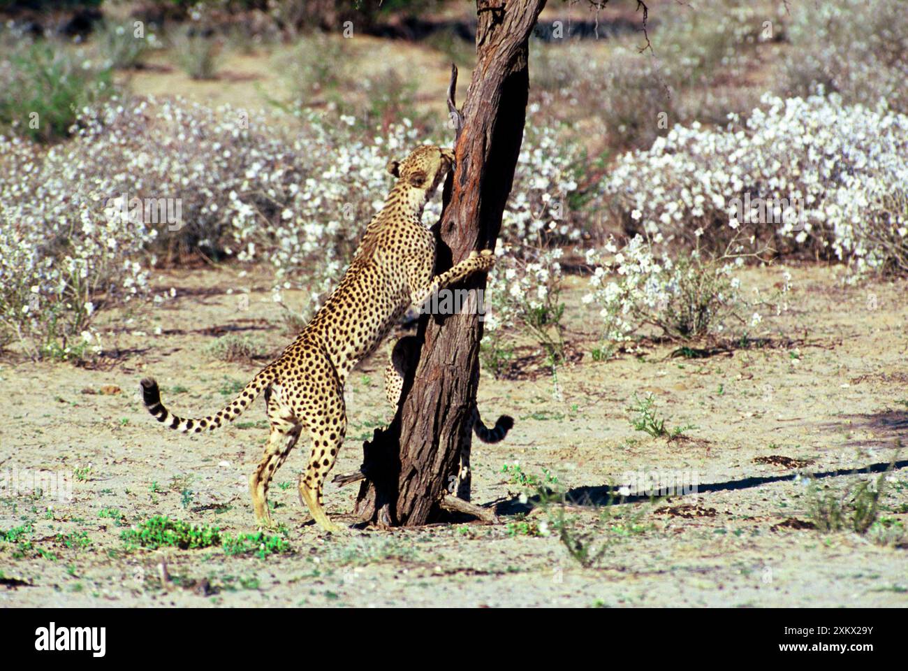 Cheetah - Coalition of two male cheetahs, one clawing Stock Photo - Alamy