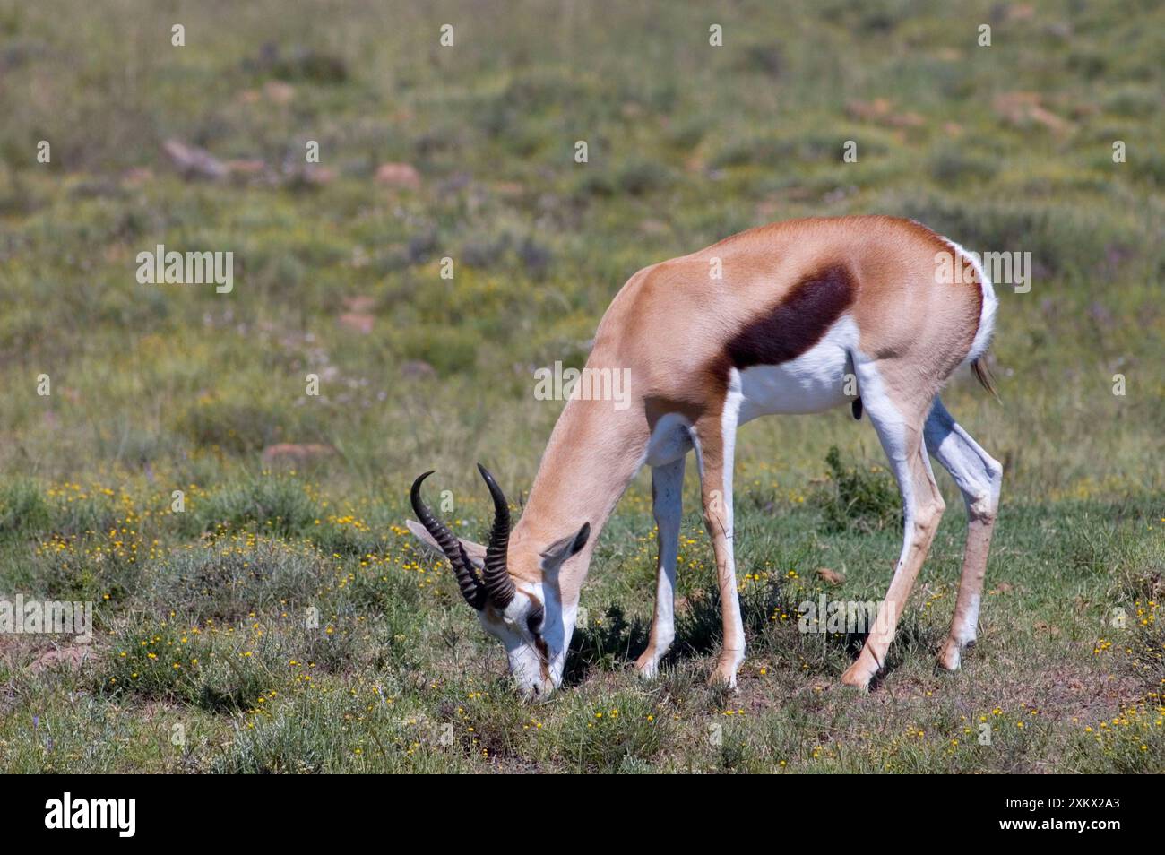 Springbok - Male grazing Stock Photo - Alamy