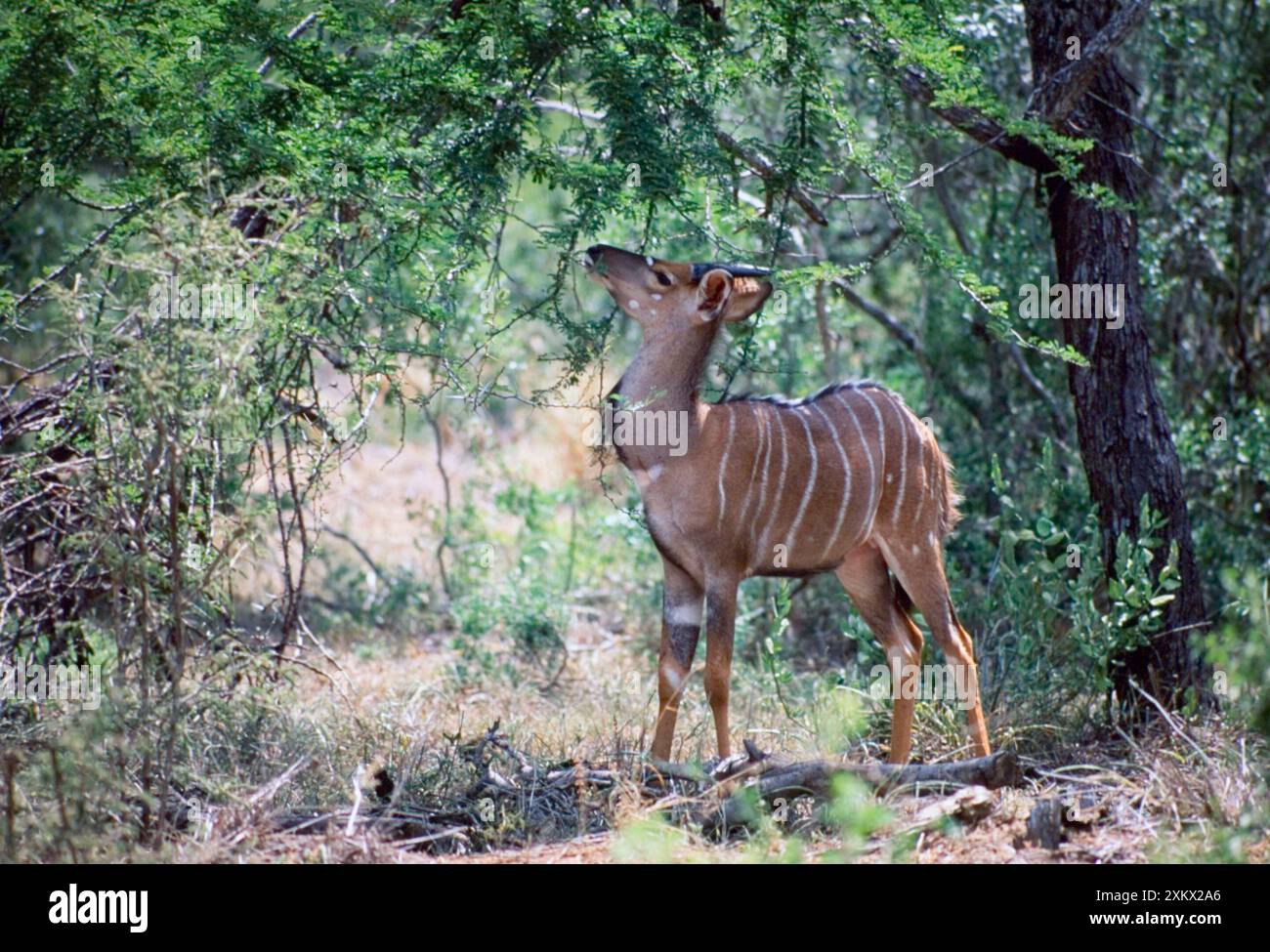 Nyala tree hi-res stock photography and images - Alamy