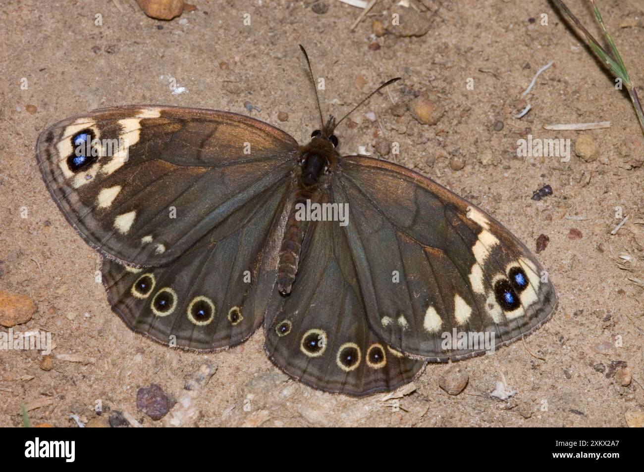 Ground butterfly hi-res stock photography and images - Alamy