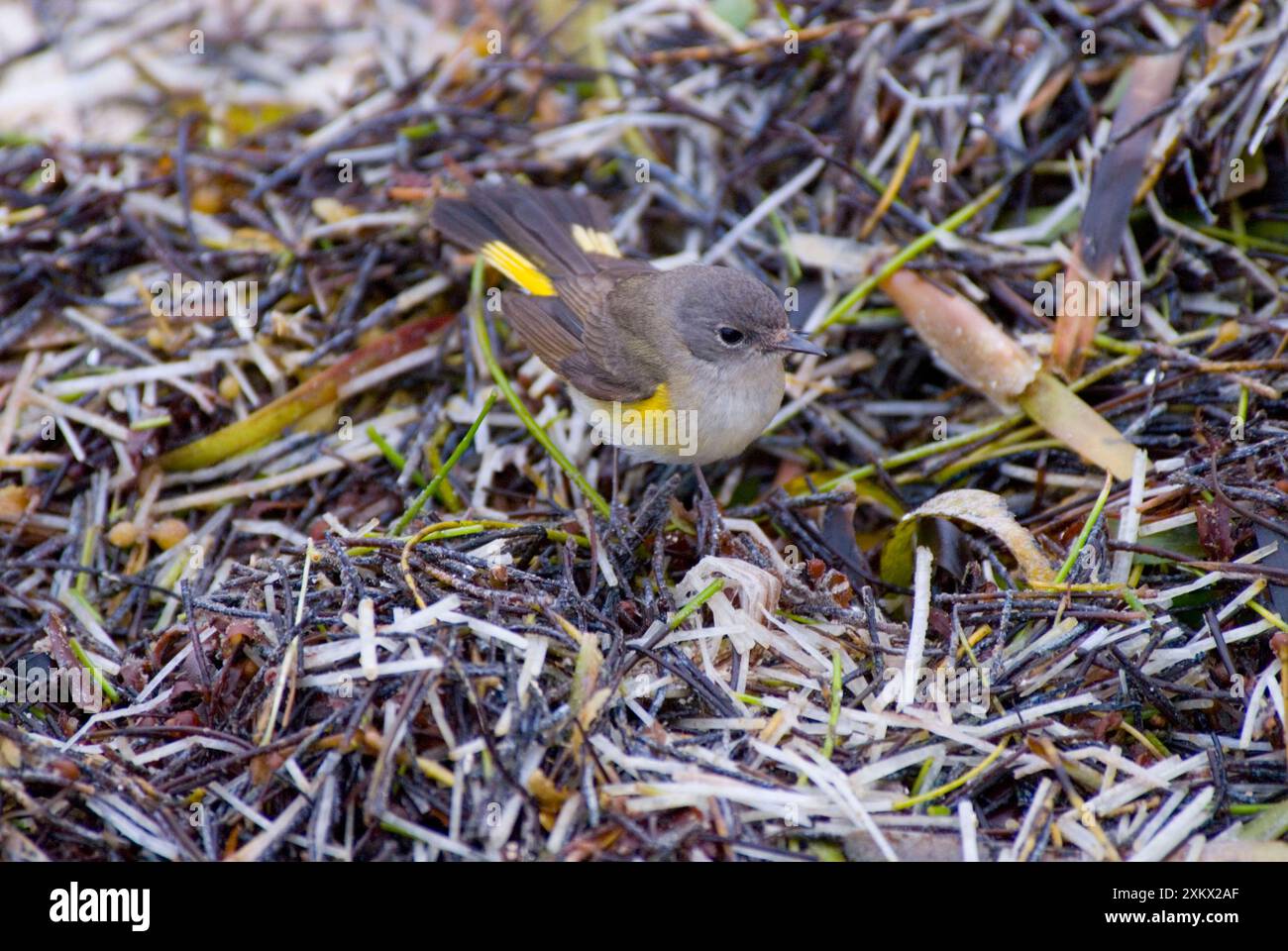 America redstart hi-res stock photography and images - Alamy
