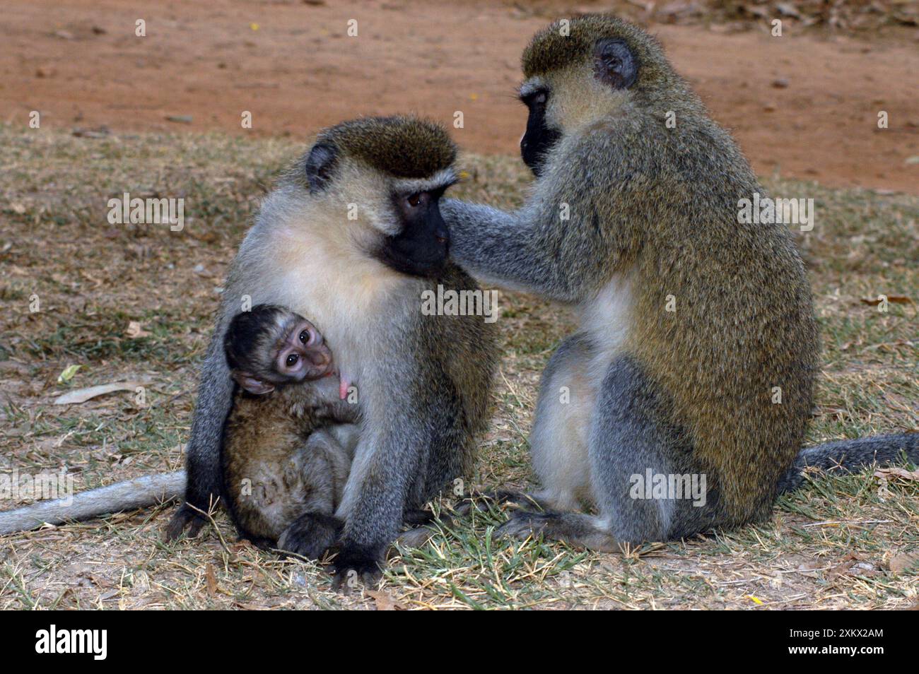 Vervet monkey - Pair with young Stock Photo - Alamy