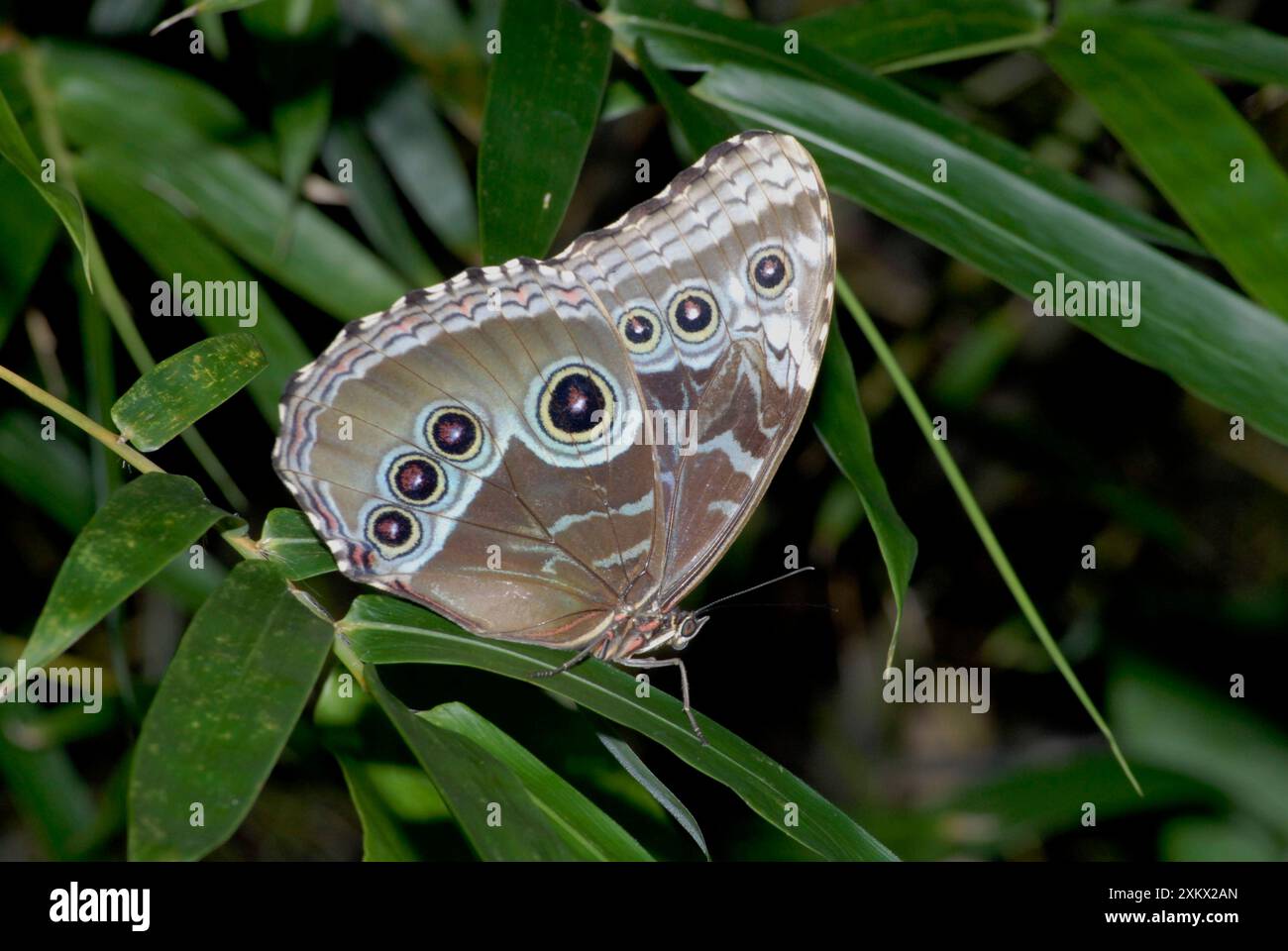 Underwing patterns hi-res stock photography and images - Alamy