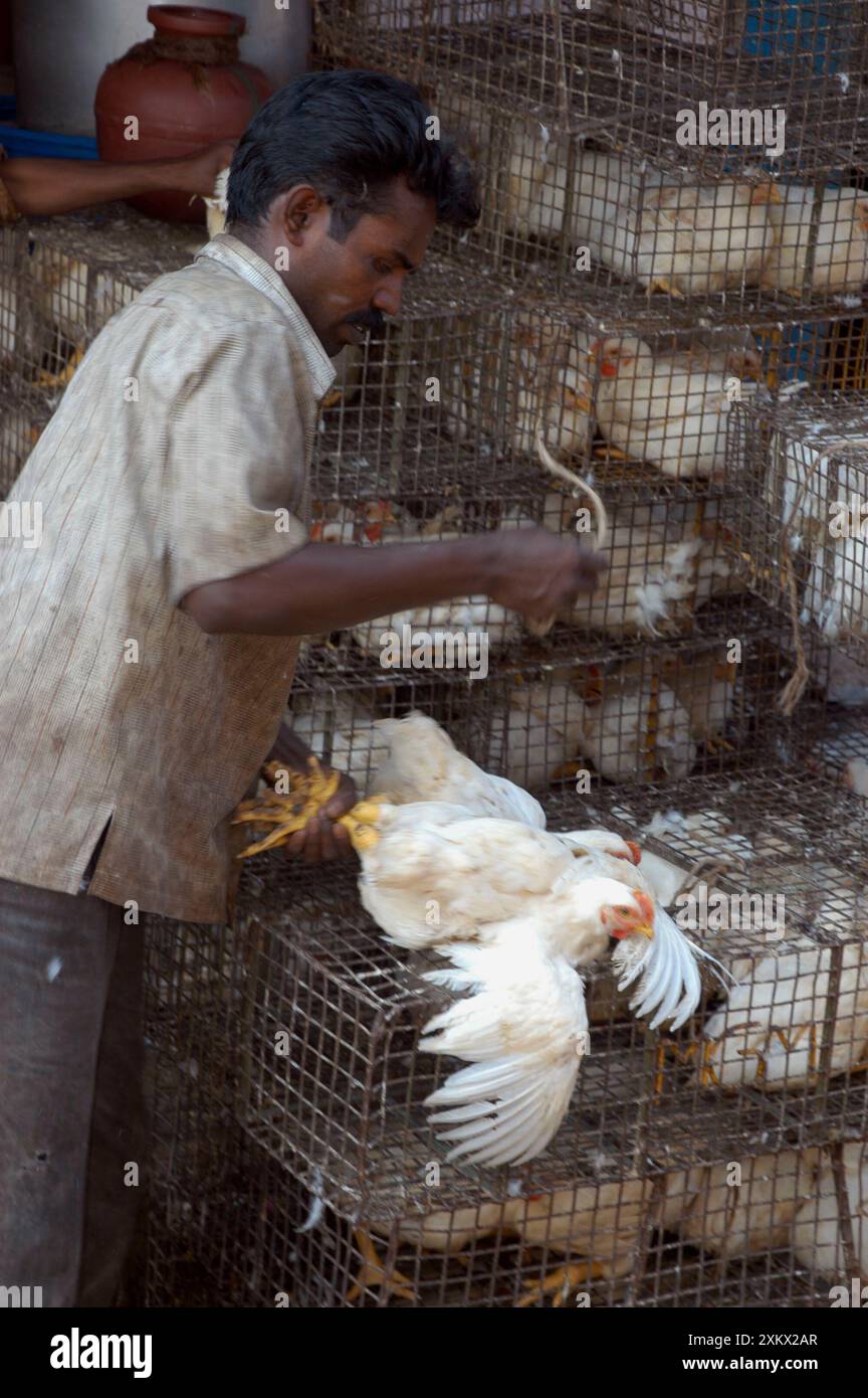 Chickens, Indian market Stock Photo - Alamy