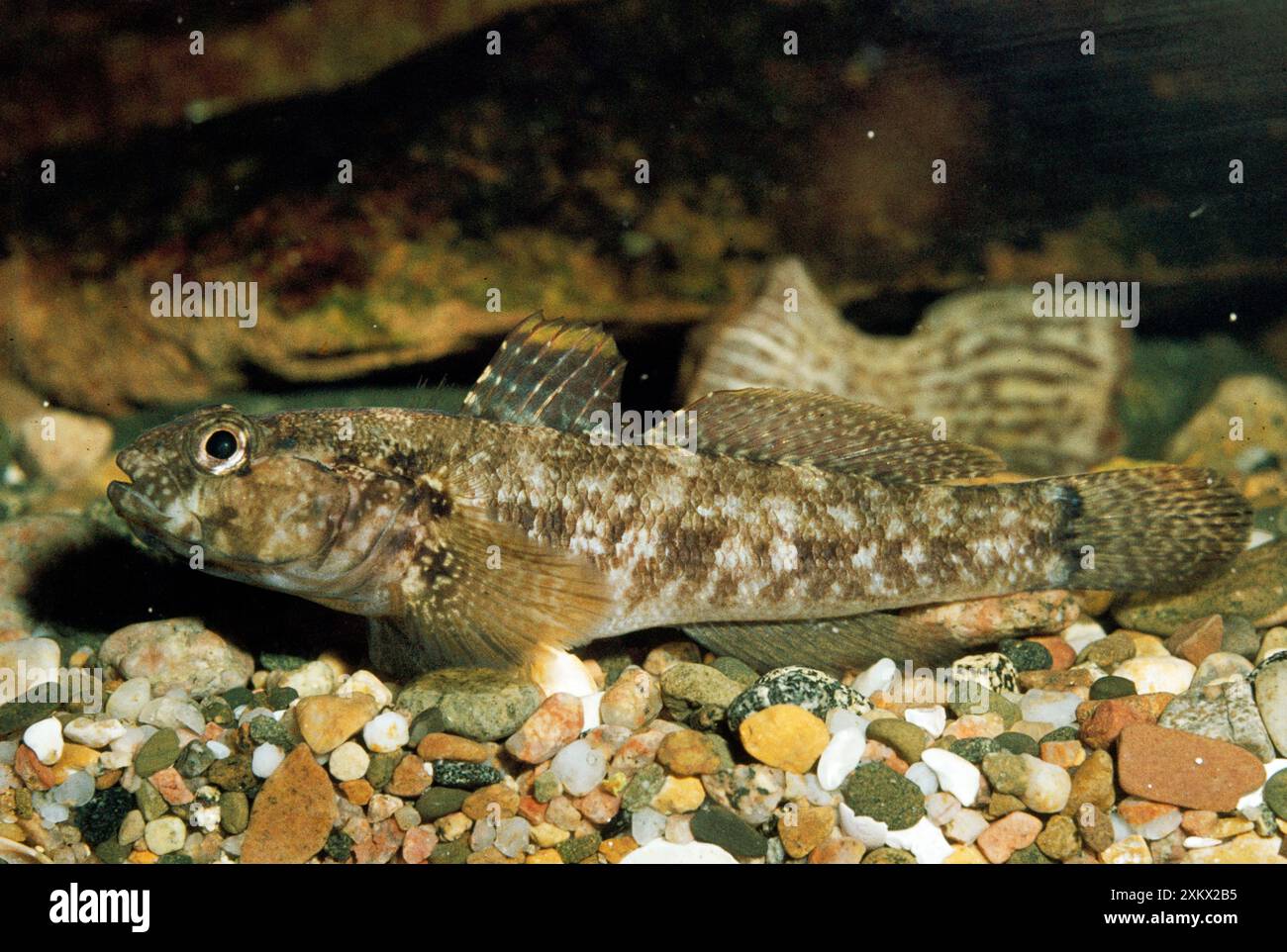 Gobys hi-res stock photography and images - Alamy