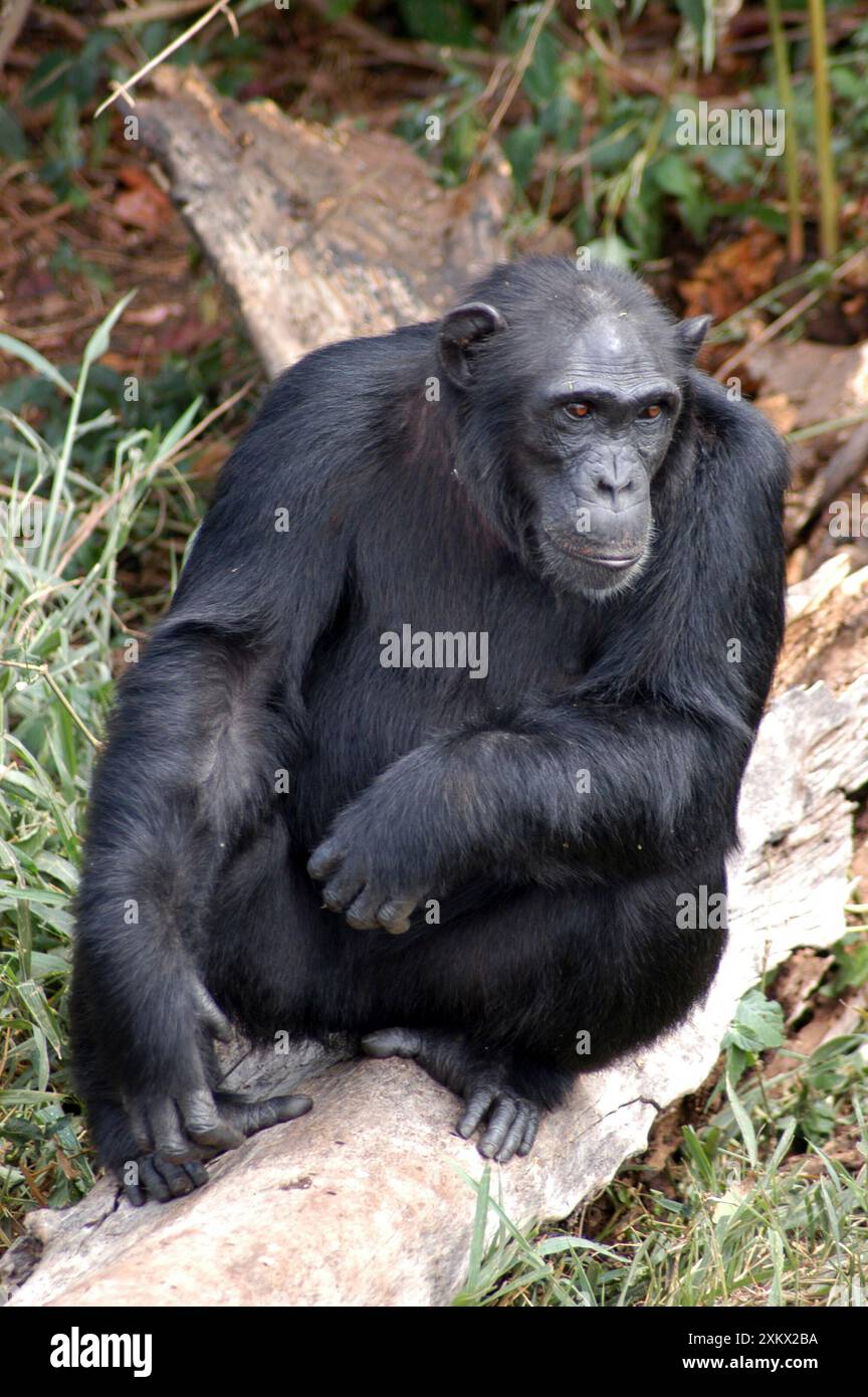 Chimp sitting on log hi-res stock photography and images - Alamy