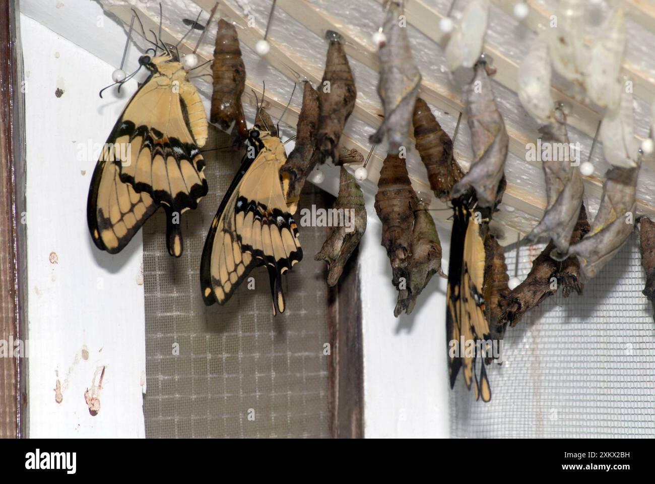 Giant Swallowtail Butterflies emerging from pupae Stock Photo - Alamy