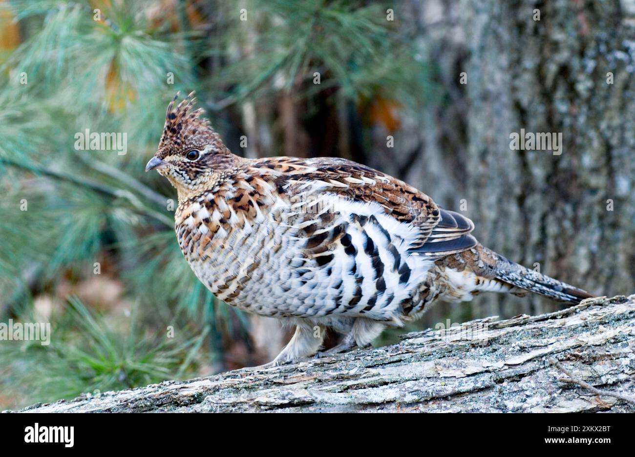 Log animals hi-res stock photography and images - Alamy