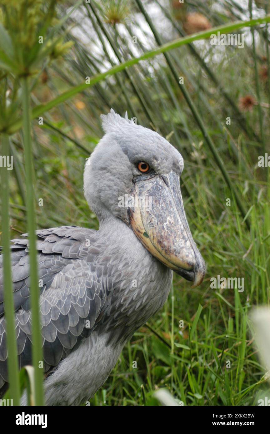 Shoebill / Whale-headed Stork Stock Photo - Alamy