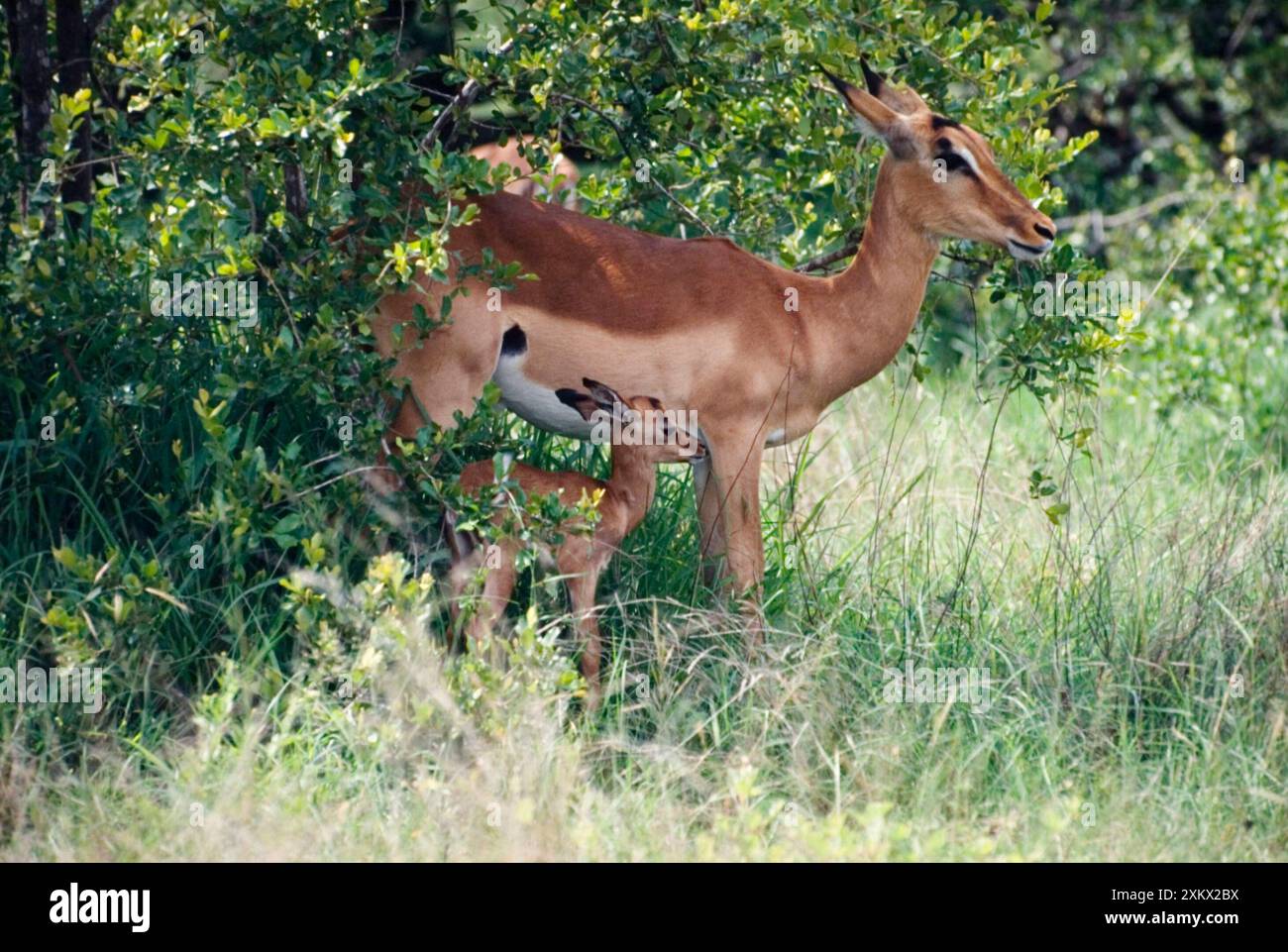 Impala babies hi-res stock photography and images - Alamy