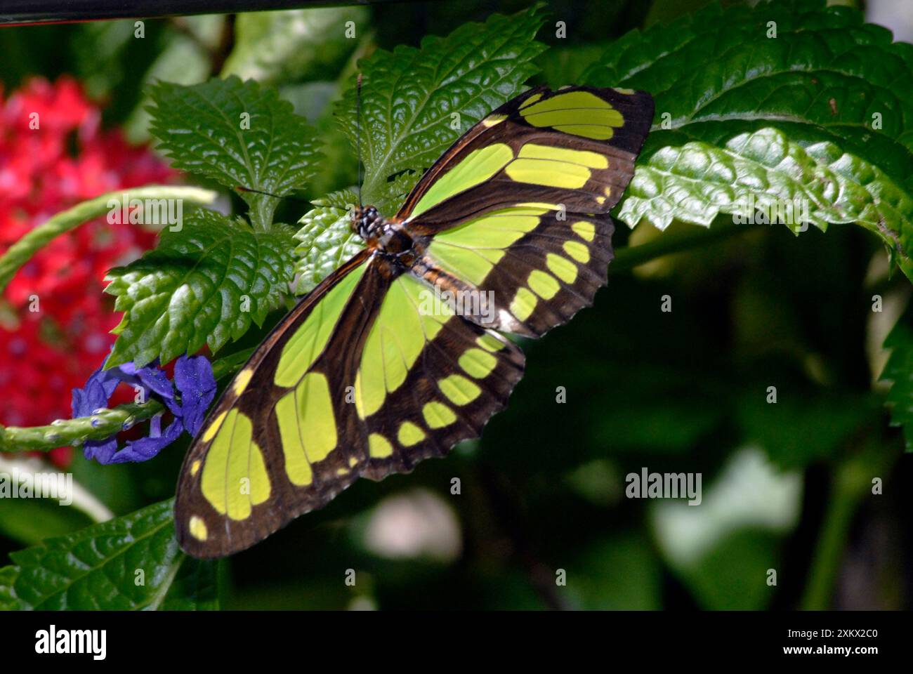 Dido longwing hi-res stock photography and images - Alamy
