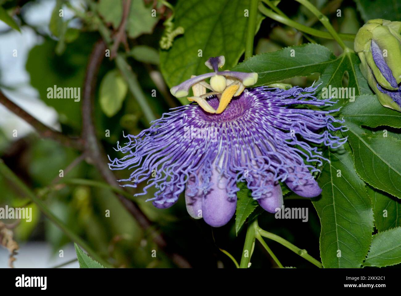 Giant Grenadilla / Badea Stock Photo - Alamy