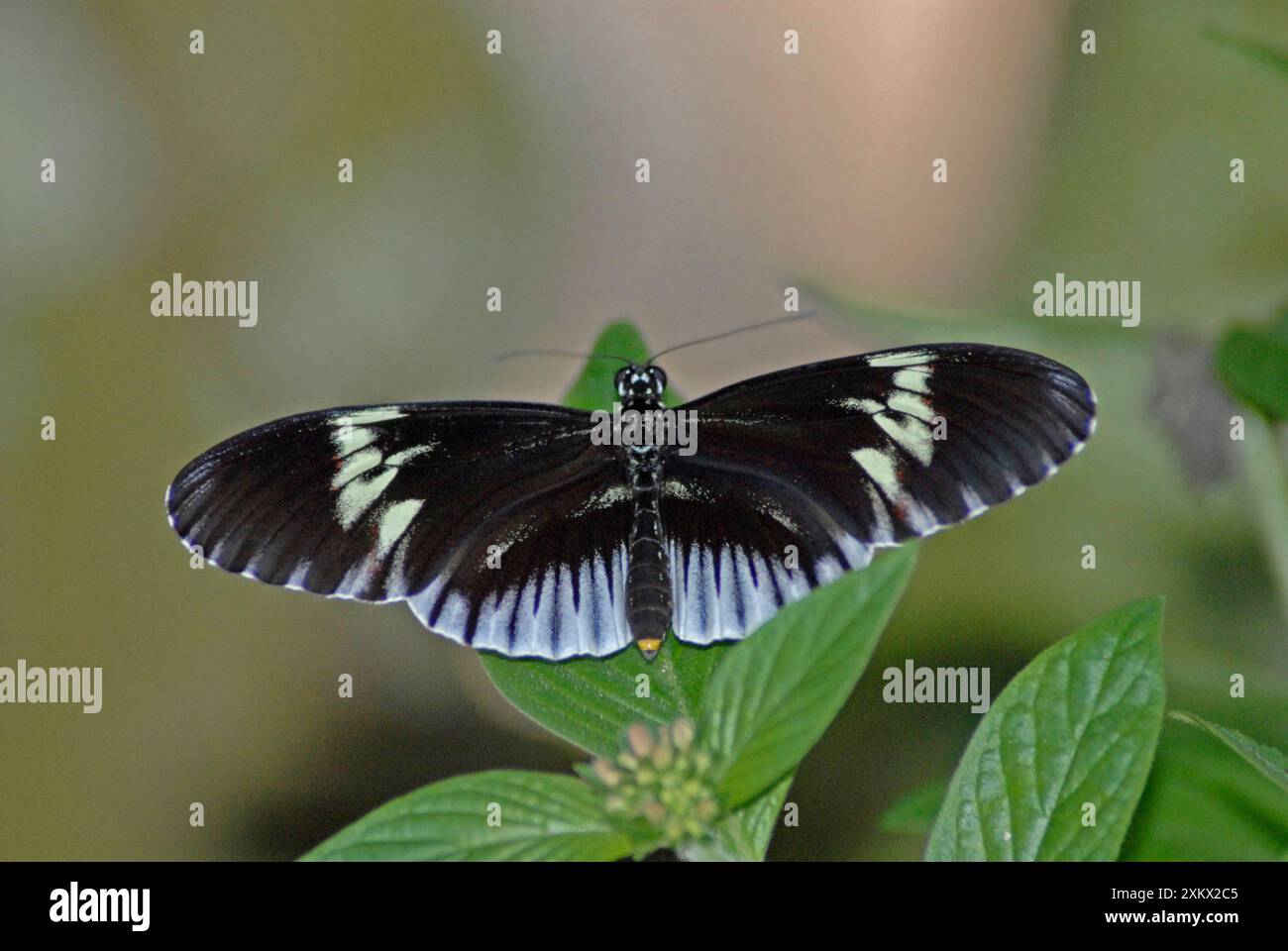 Piano key butterfly hi-res stock photography and images - Alamy