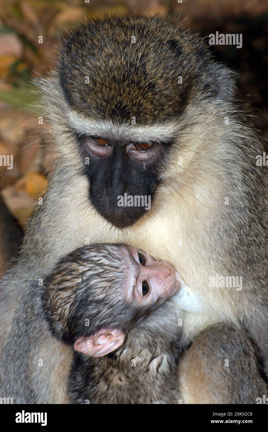 Adult female vervet monkey hi-res stock photography and images - Alamy