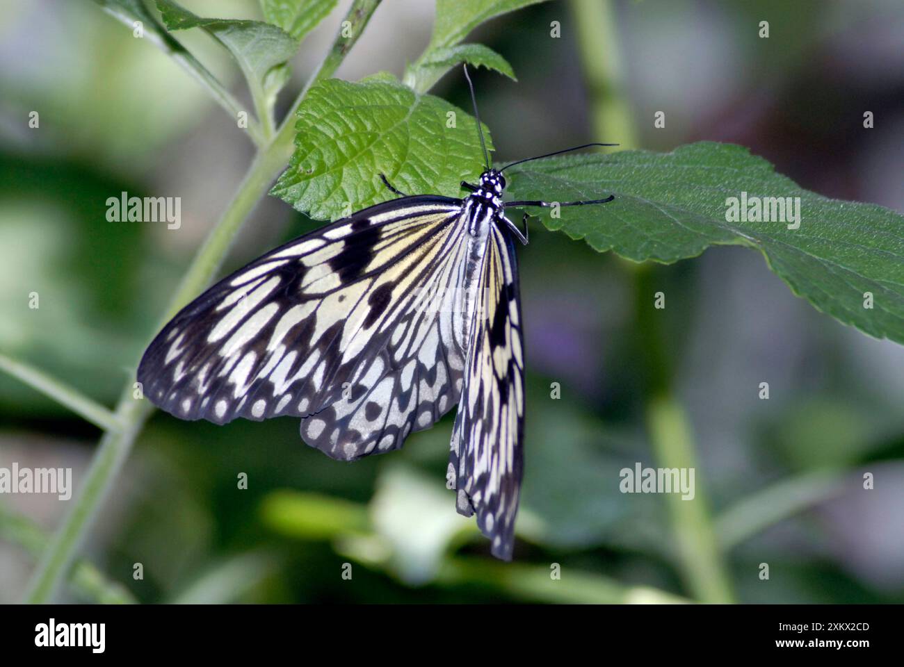 Lepidoptera nymph hi-res stock photography and images - Alamy