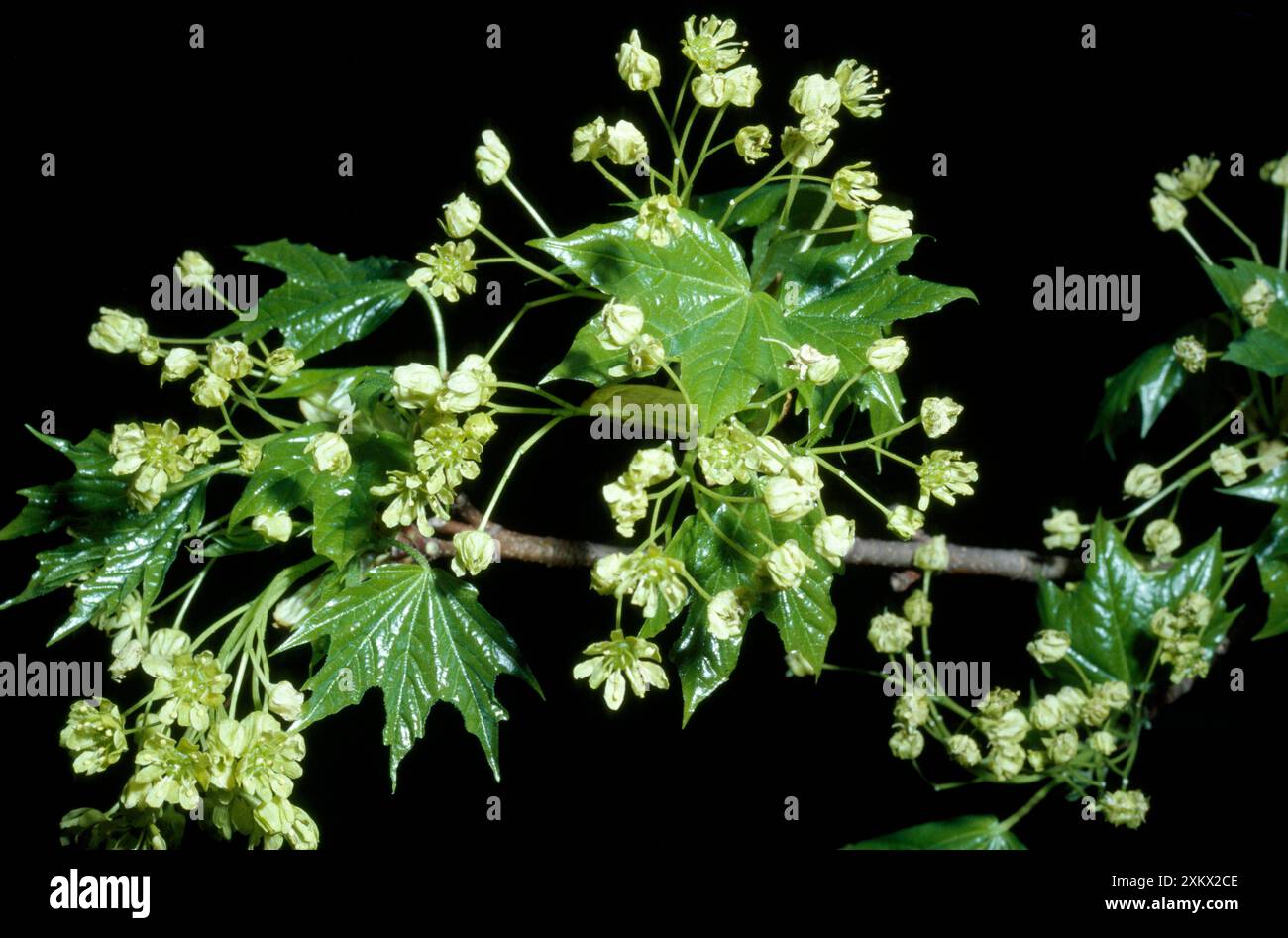 Maples tree hi-res stock photography and images - Alamy