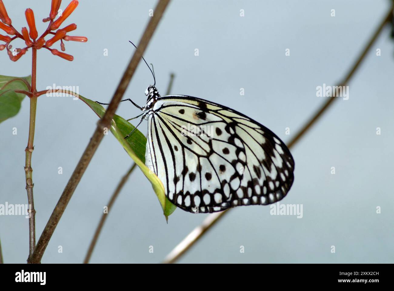Tree Nymph Butterfly Stock Photo - Alamy
