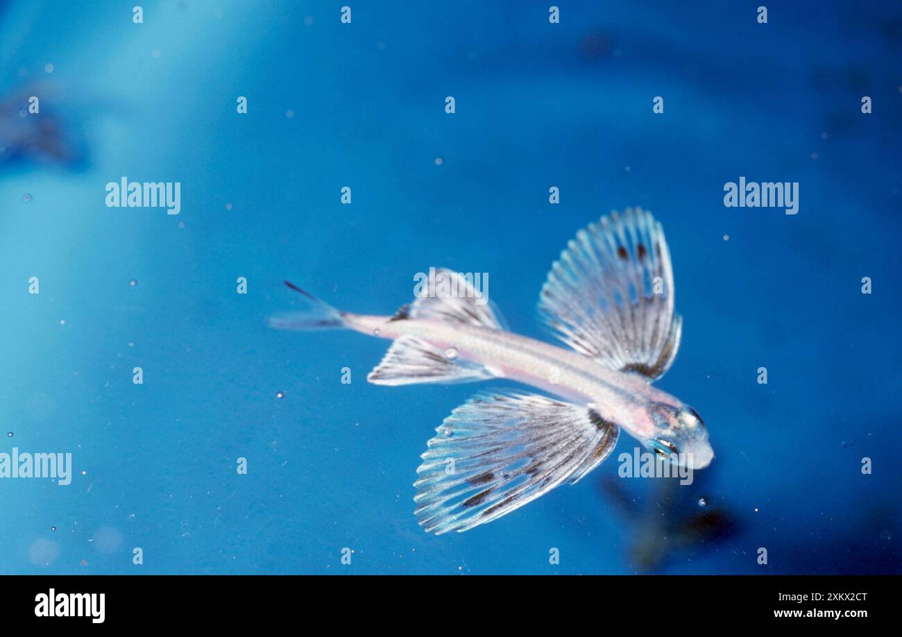 Flyingfish hi-res stock photography and images - Alamy