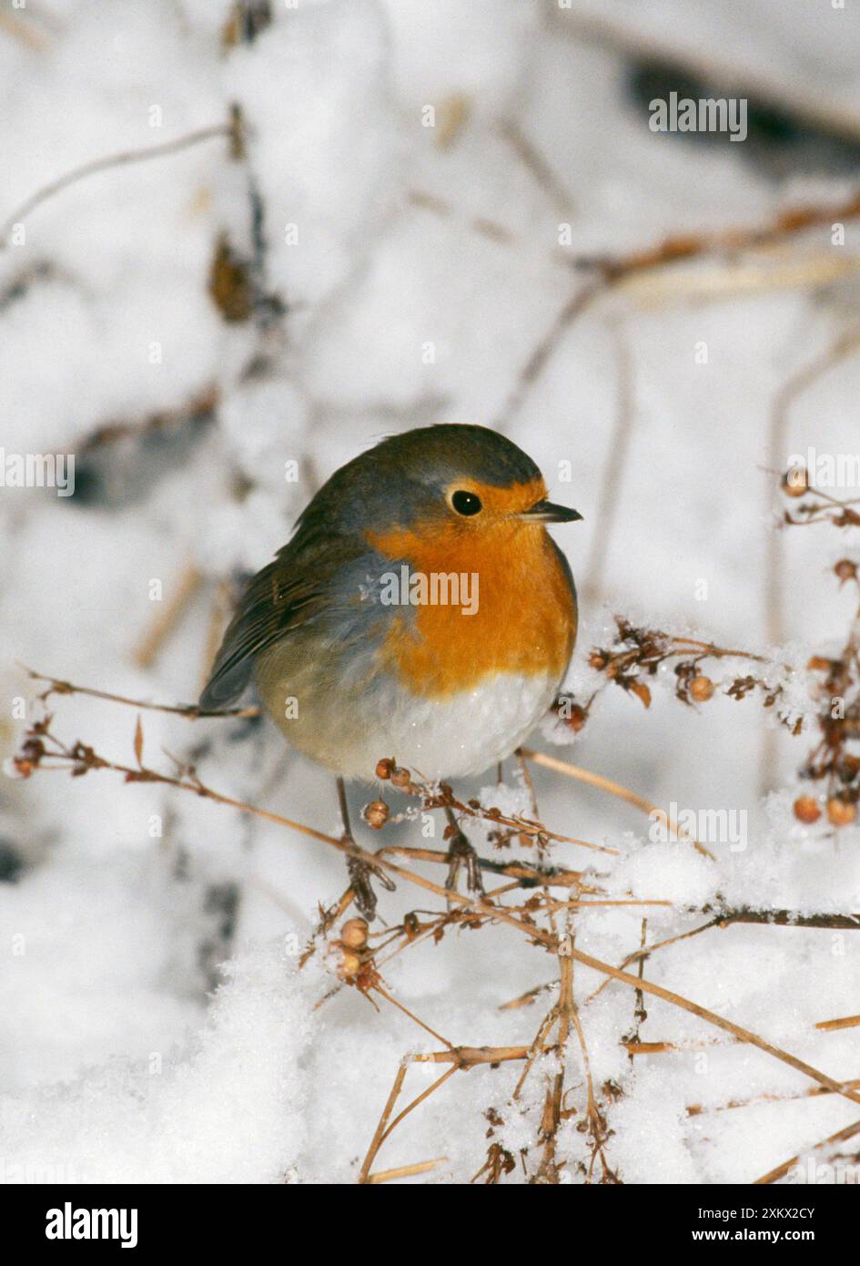 Robin - in snow Stock Photo - Alamy