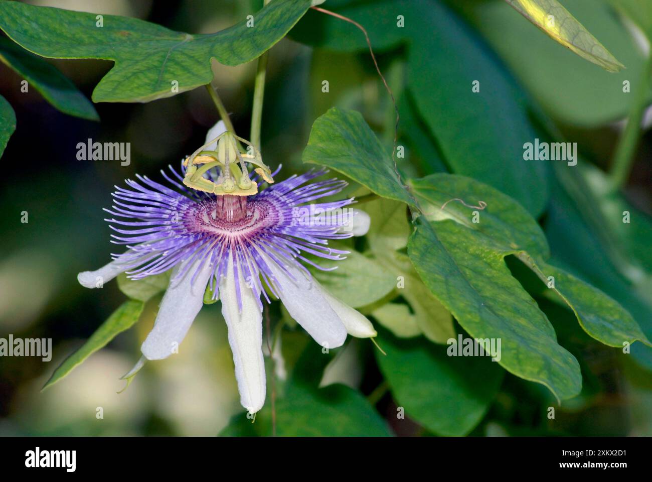 Passion for animals hi-res stock photography and images - Alamy