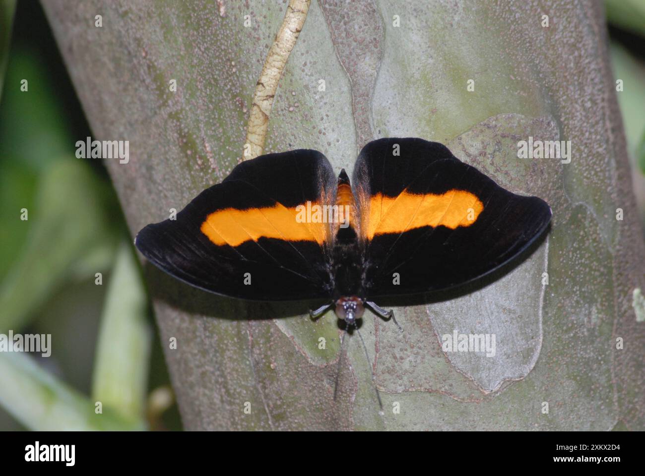 Butterfly in leaf hi-res stock photography and images - Alamy