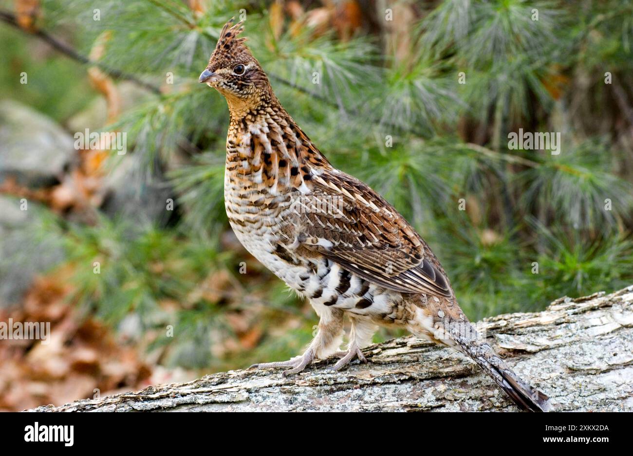 American grouse hi-res stock photography and images - Alamy