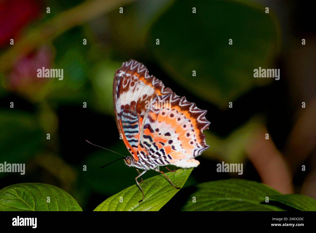 Lacewing insects hi-res stock photography and images - Alamy