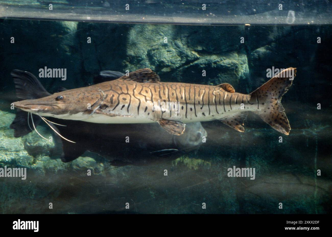 Tiger underwater cat hi-res stock photography and images - Alamy