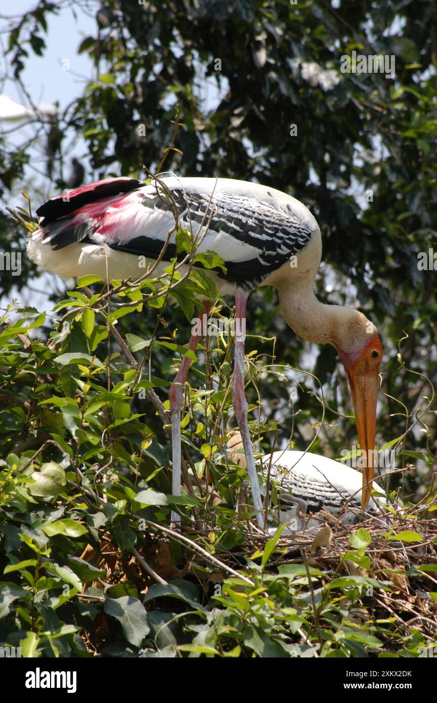 Asian storks hi-res stock photography and images - Alamy