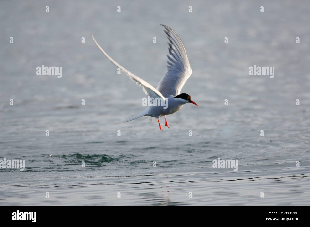 Tern in flight arctic hi-res stock photography and images - Alamy