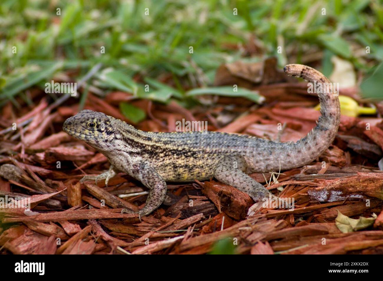 Curly-tailed Lizard with tail curled characteristically Stock Photo - Alamy