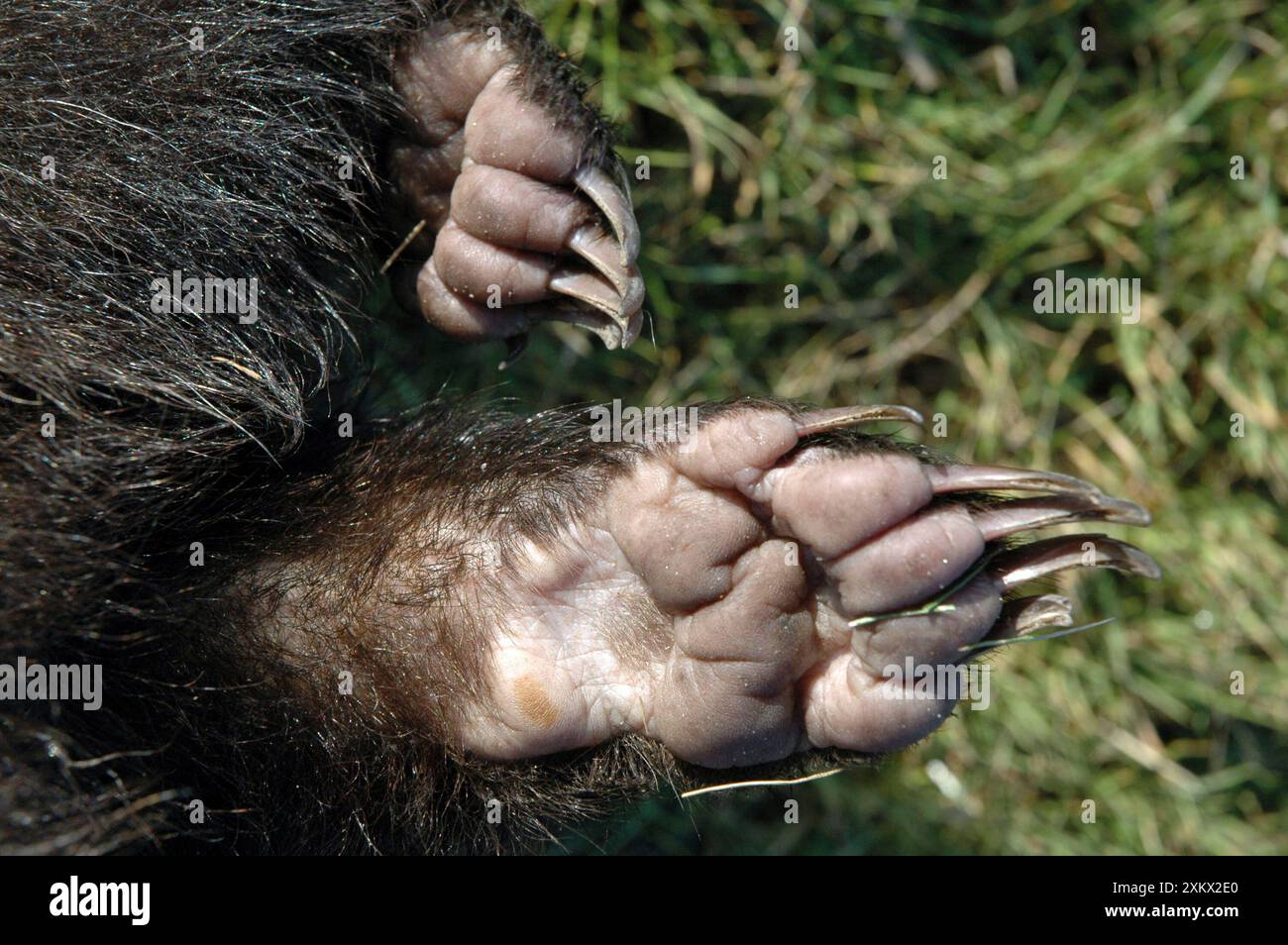 Foot pads hi-res stock photography and images - Alamy