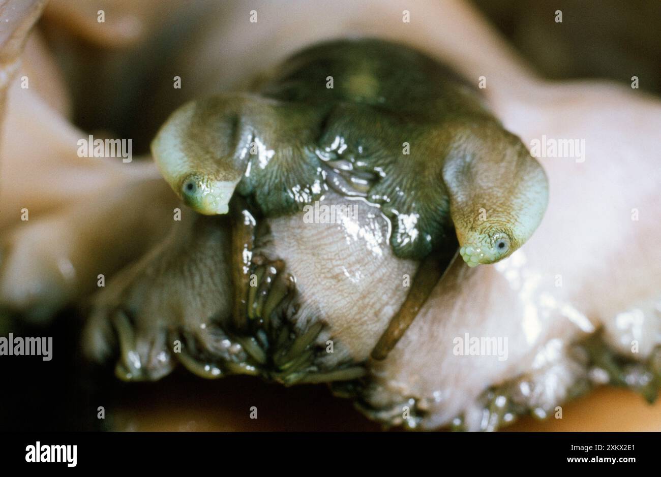 Ormer Fish - Head & eyes Stock Photo - Alamy