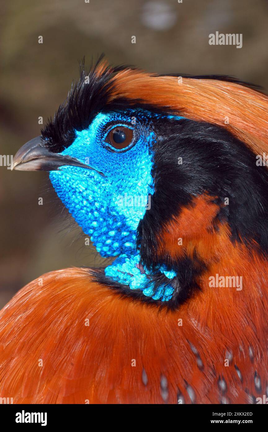 Temminck's tragopan hi-res stock photography and images - Alamy