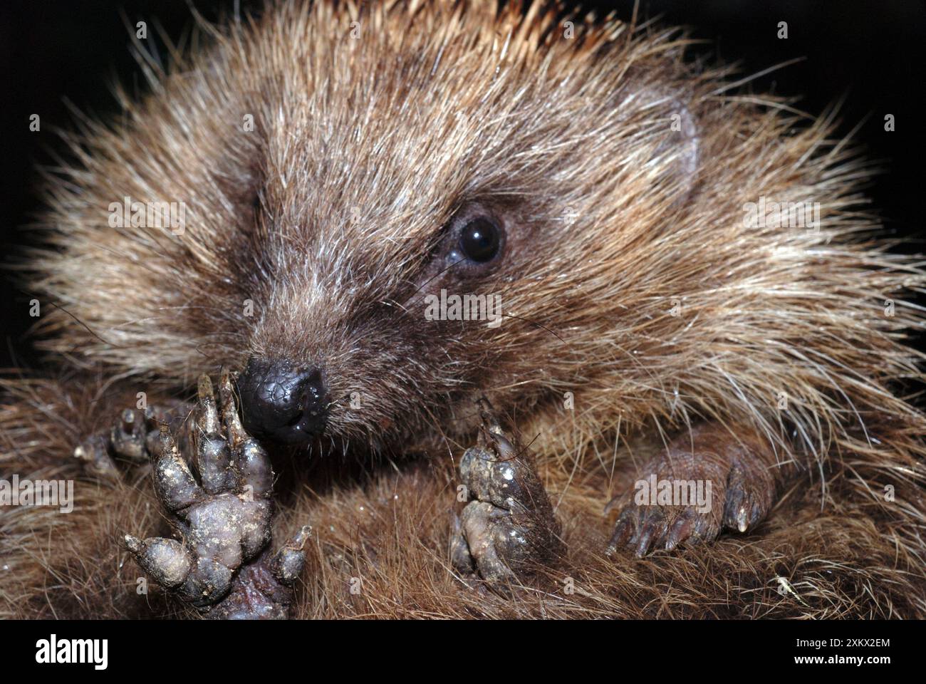 Hedgehog - close-up showing underside of feet Stock Photo - Alamy