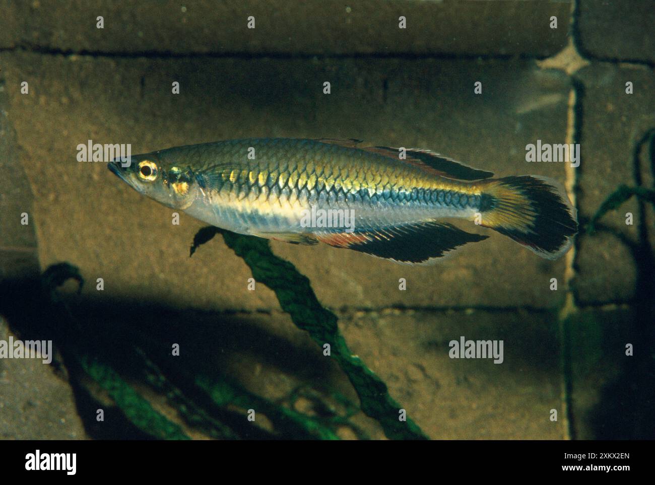 Rainbow animal hi-res stock photography and images - Alamy