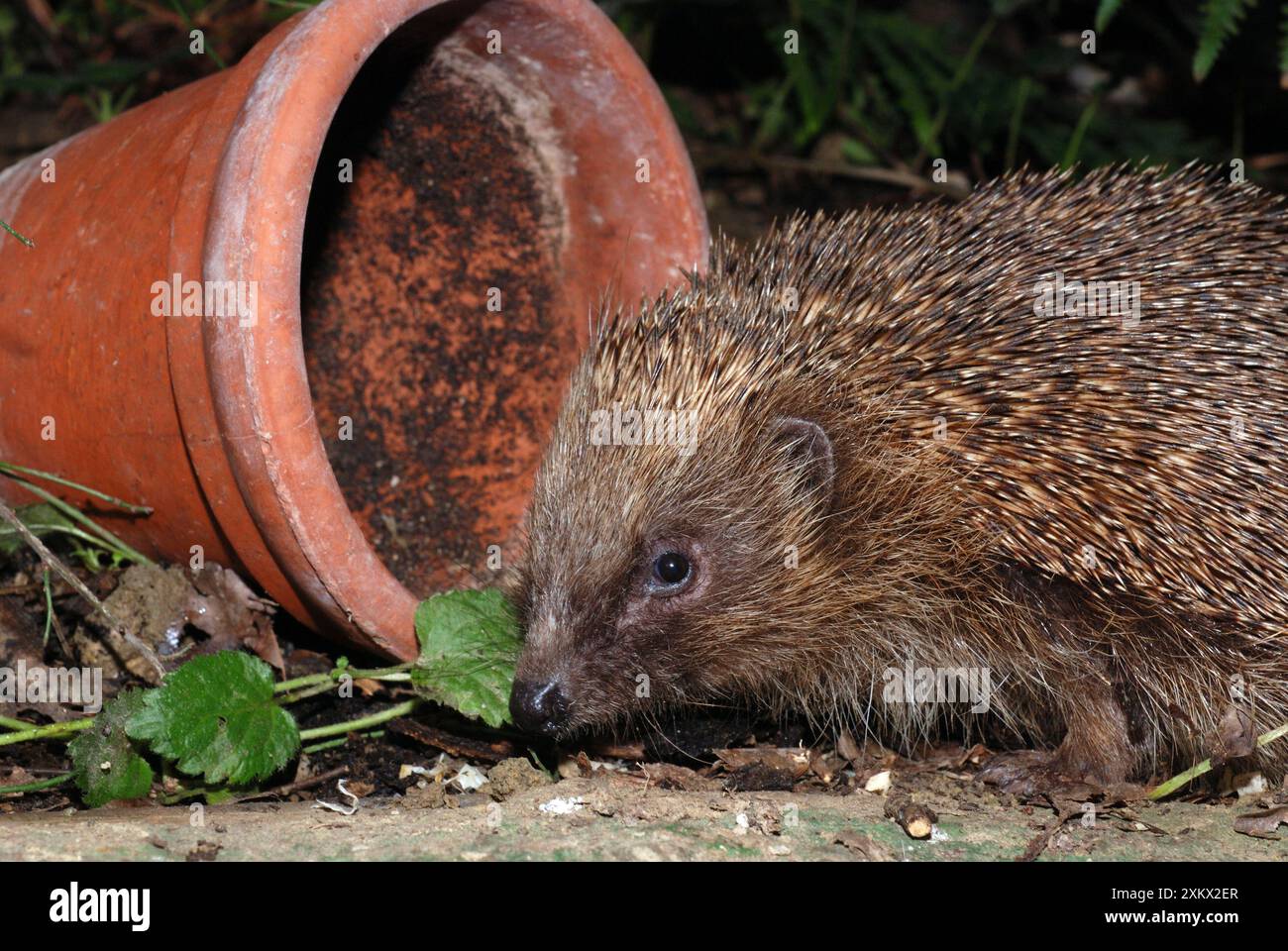 Hedgehogs in the garden hi-res stock photography and images - Alamy