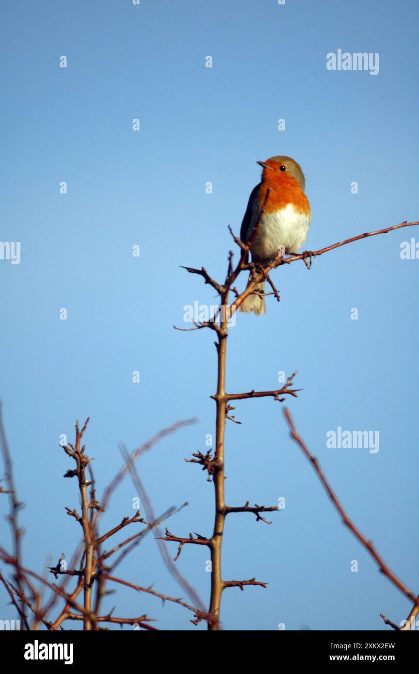 Robin on branch hi-res stock photography and images - Alamy