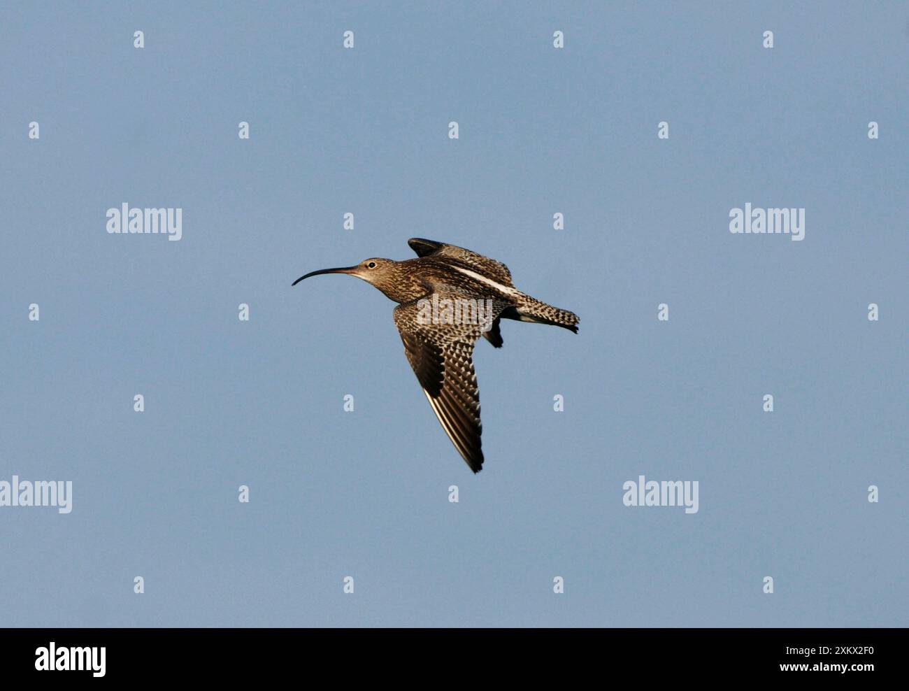 Eurasian Curlew, in flight Stock Photo - Alamy